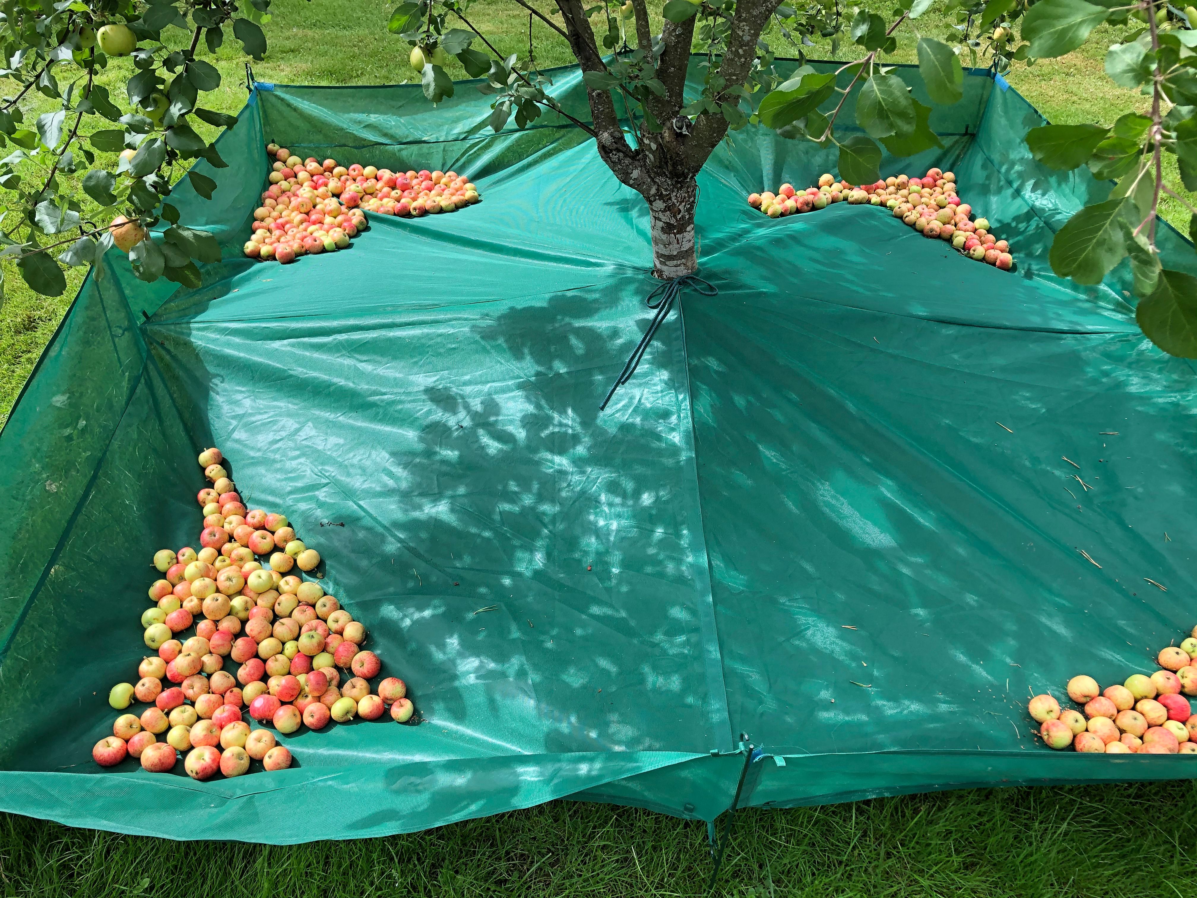 Fruit Collector Harvesting Nets - GLEE BIRMINGHAM 2021