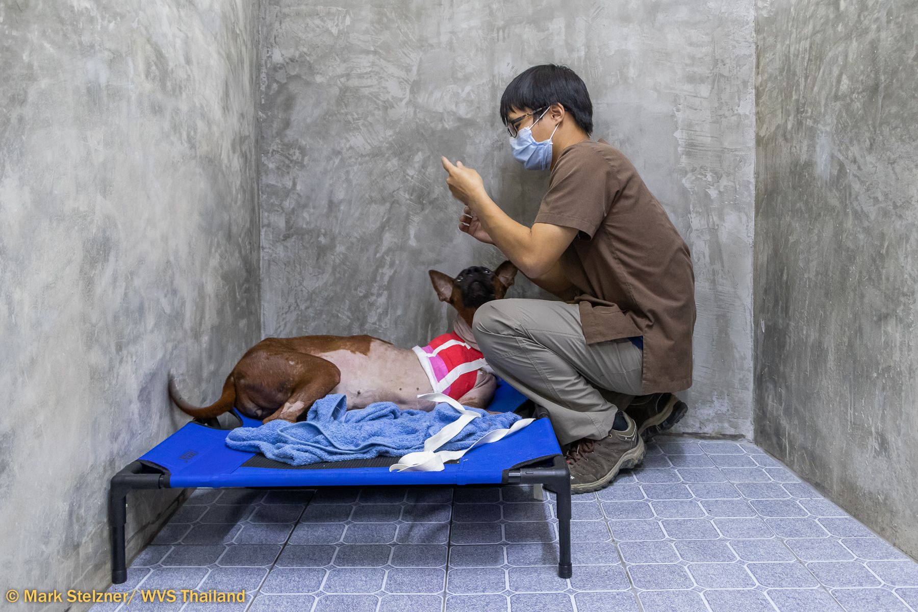 Introducing the WVS Academy - London Vet 2022