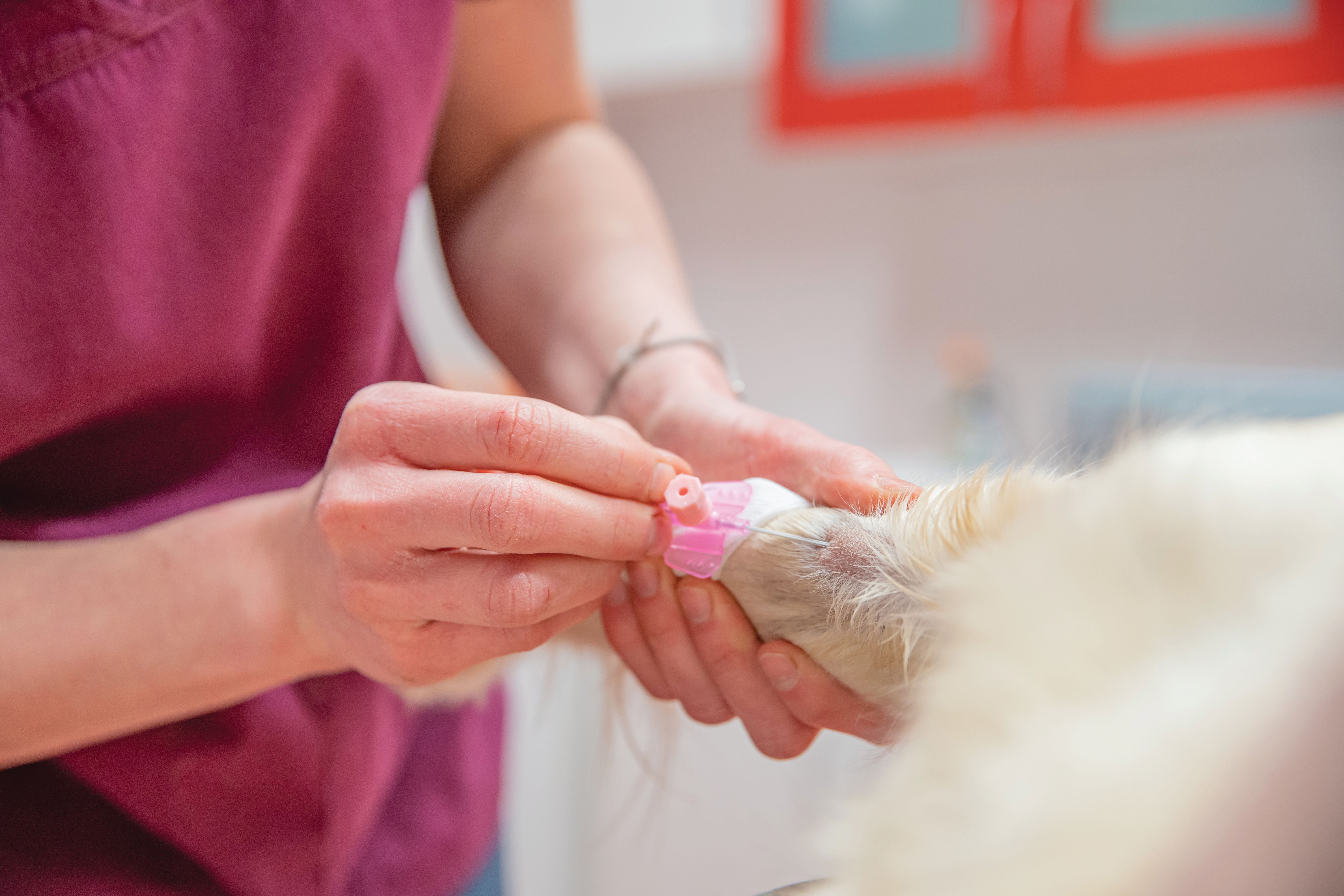 Pennine Veterinary Delighted To Be Launching Veterinary Cannulation ...