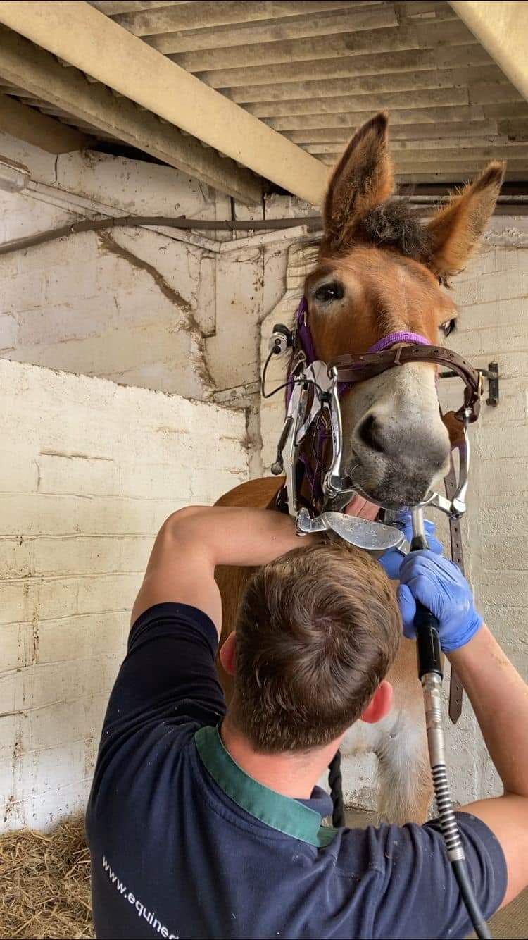 Equine Blades Direct at London Vet Show 2022 - Vet Portfolio 2026