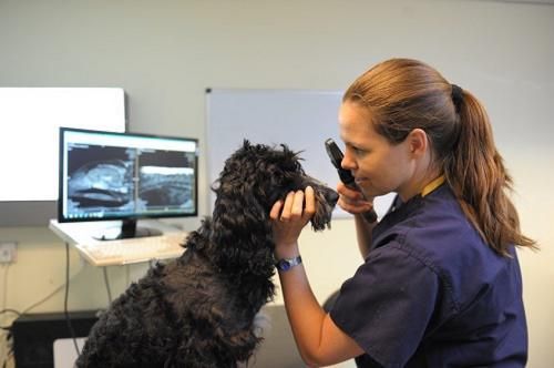 At the Animal Health Trust (AHT) we are the leading veterinary and ...