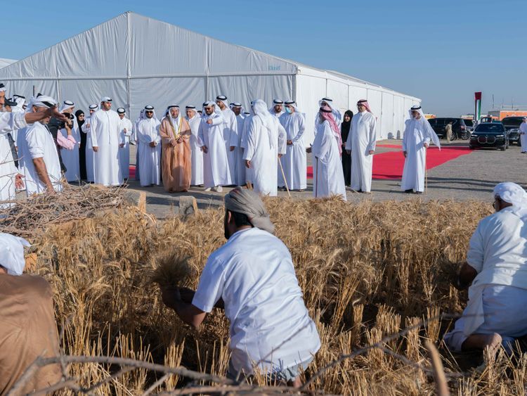 Watch: Sharjah Ruler witnesses Maliha wheat farm harvest - Gulfood 2025