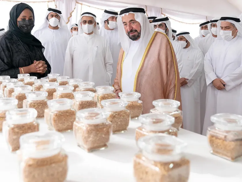 Emirati Scientists Create Wheat Variety with ‘Record-Breaking’ 19% ...