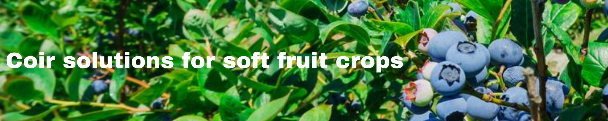 Botanicoir Headline Sponsor - Fruit Focus 2025