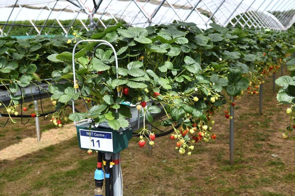 Free tickets are now available for Fruit Focus LIVE, the new virtual ...