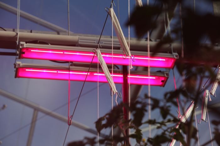 Food Autonomy Flexi-Grow Greenhouse Toplight - Fruit Focus 2025