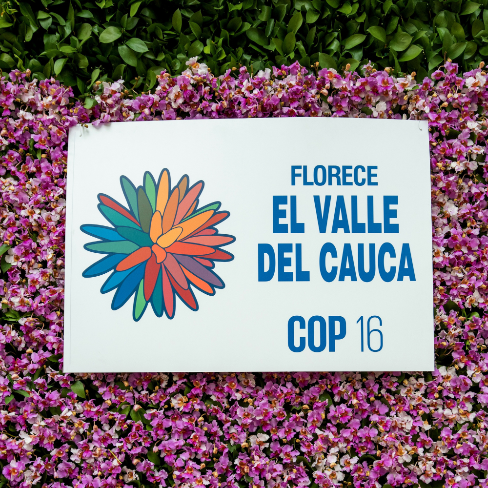 COP16: Progress Stalls, but New Hope Emerges for a Nature-Positive ...