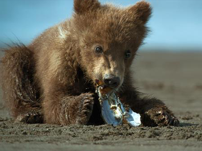 Post-production uncovered: Evolutions on Queens (Disney+) - MPTS