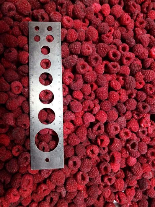 IQF raspberry - IFE, International Food & Drink Event 2025