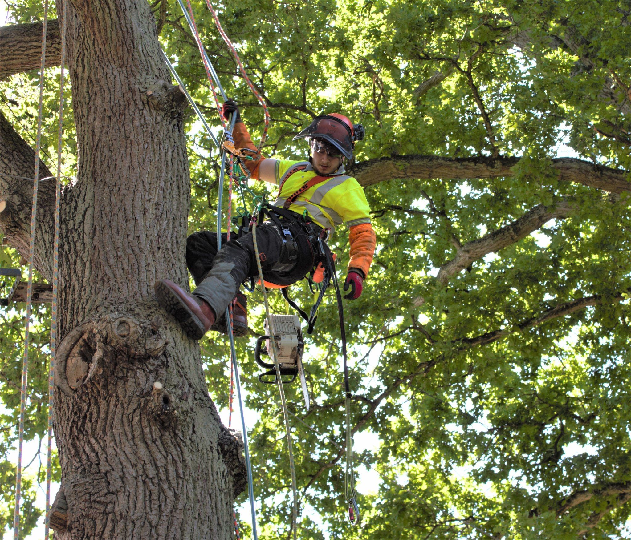Arboriculture and Tree Works - The Workplace Event 2025