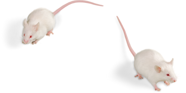 ‘Dancing Molecules’ have the potential to repair spinal cord injury ...