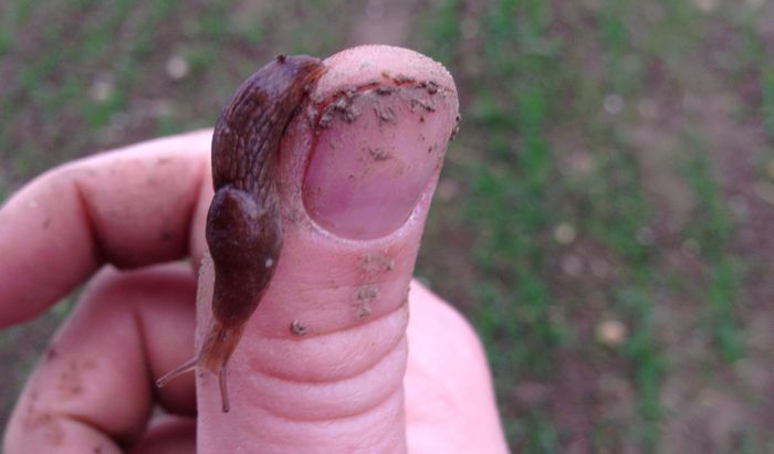 Microchipped Slugs - New Scientist Live 2024