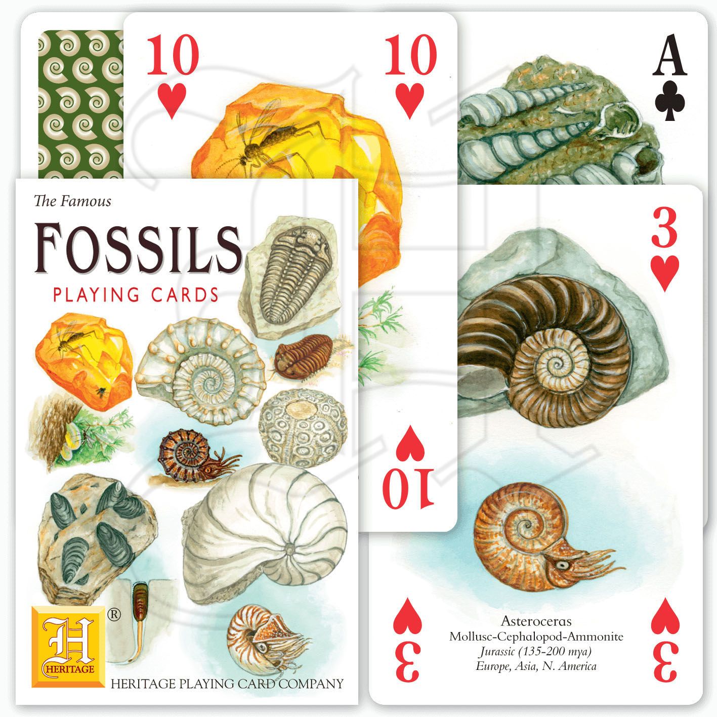 Fossils Playing Cards - Retail Revealed
